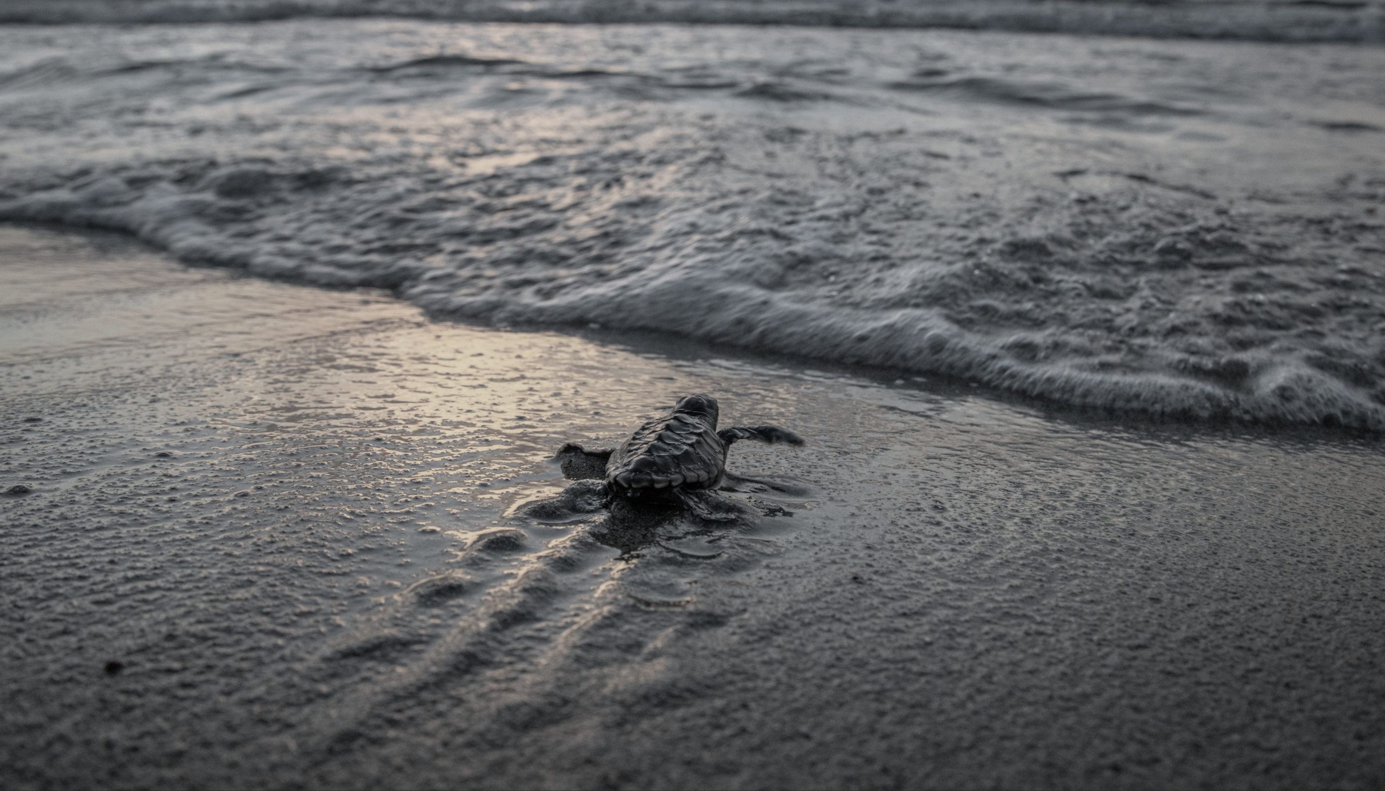 Respecting Miami Beach Turtle Nesting Season: Preserve Our Ocean + Ski ...
